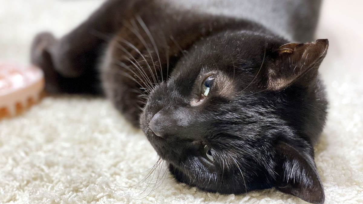 素晴らしき哉、ロードバイク＆マウンテンバイク毎日！ 2022年もBoriko Cycleをご訪問くださり、ありがとうございました！ | Boriko Cycle｜ロードバイク ＆ マウンテン ...